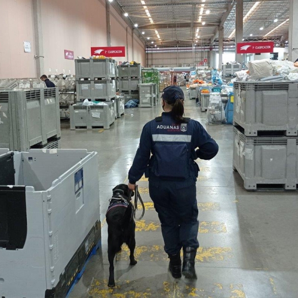 Entre el 2019 y 2021 canes detectores de Aduanas han protagonizado la incautación de 700 kilos ...